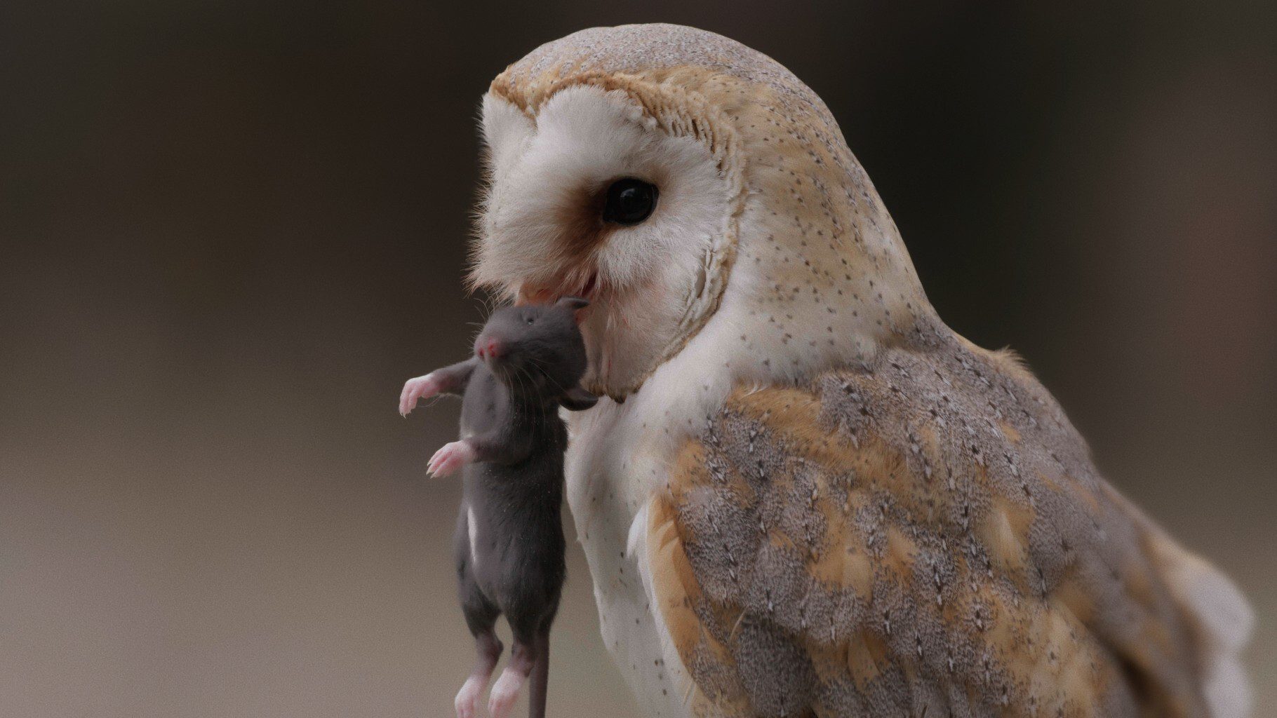 Qué significado tiene la lechuza o búho