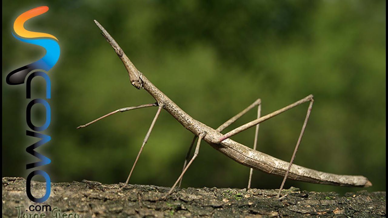 Qué significado tiene la María palito
