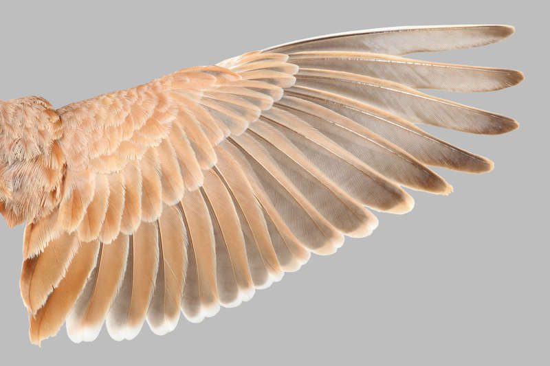 Cómo se llama el pájaro sin alas: Un misterio revelado