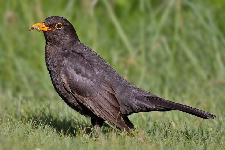Cómo se llama el pájaro que tiene el pico largo y amarillo