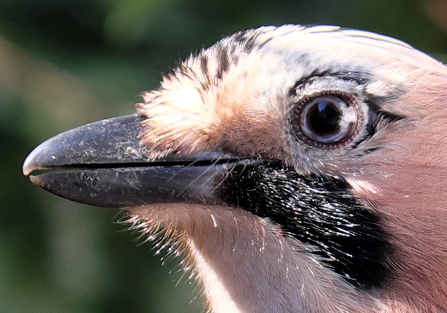 Qué es un pico córneo de las aves