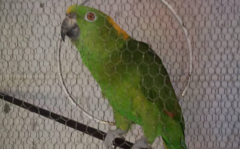 Qué precio tiene un loro que habla