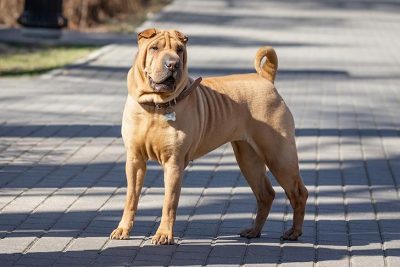 Qué cuidados debe tener un perro shar pei