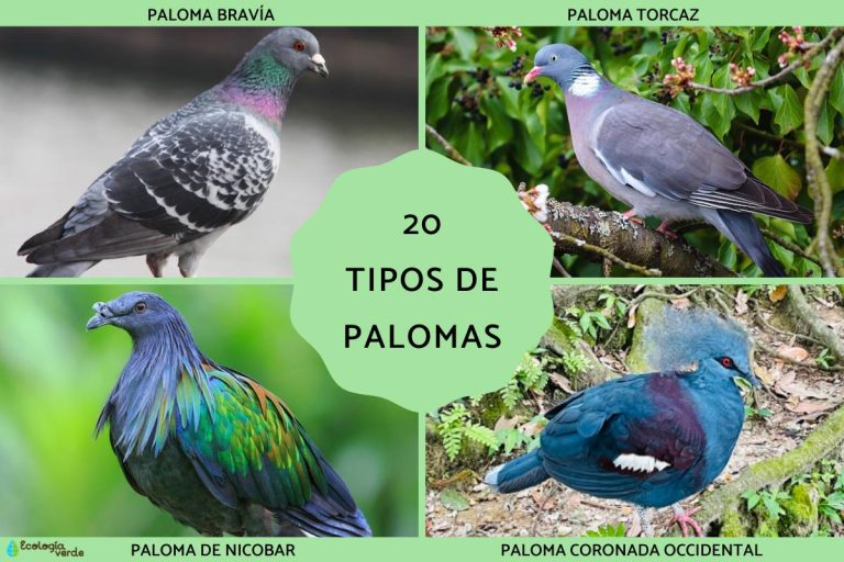 Cómo saber qué tipo de paloma tengo